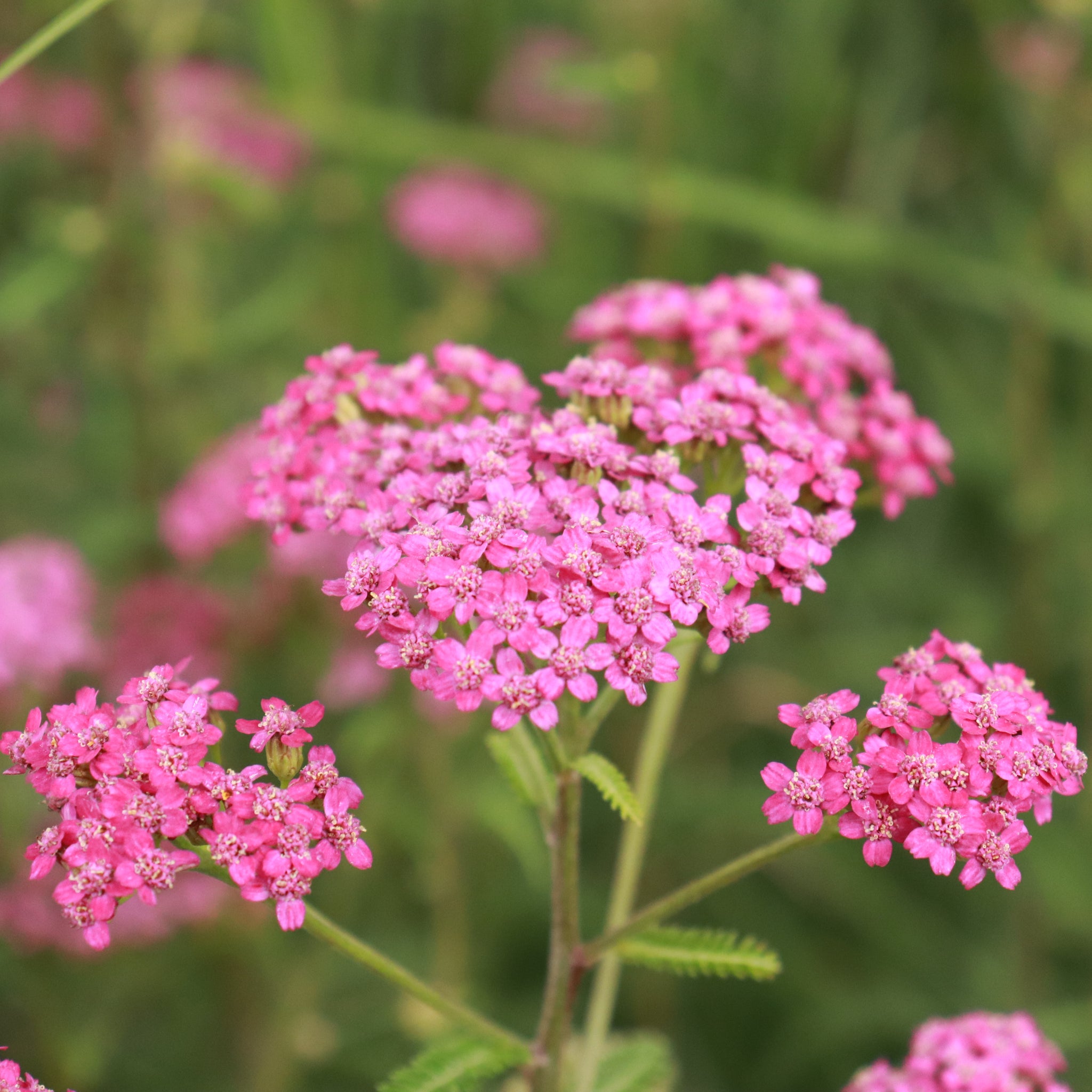 Achillea millefolium Cerise – Texture Plants, Landscapes, Lush Lawns ...