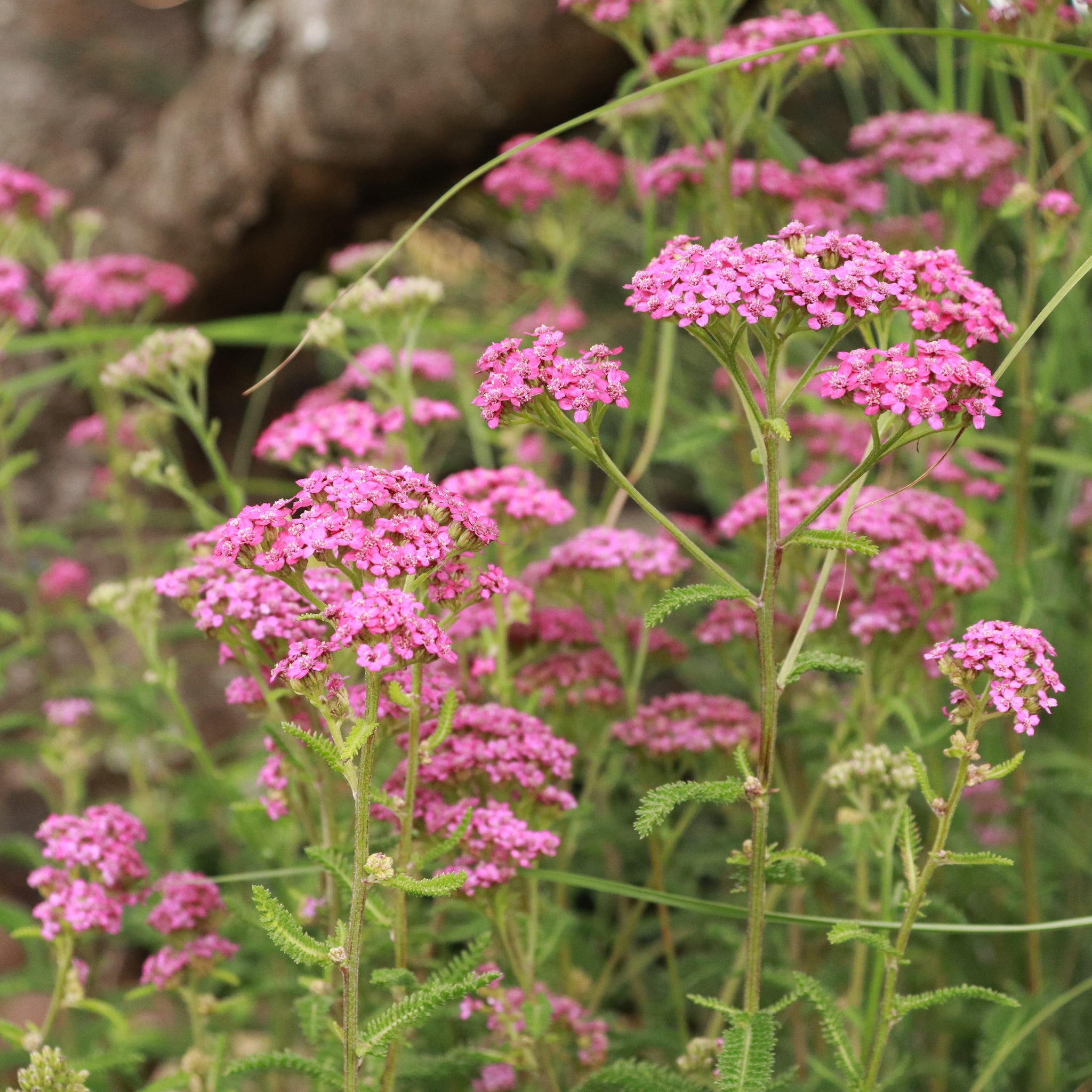 Achillea millefolium Cerise – Texture Plants, Landscapes, Lush Lawns ...