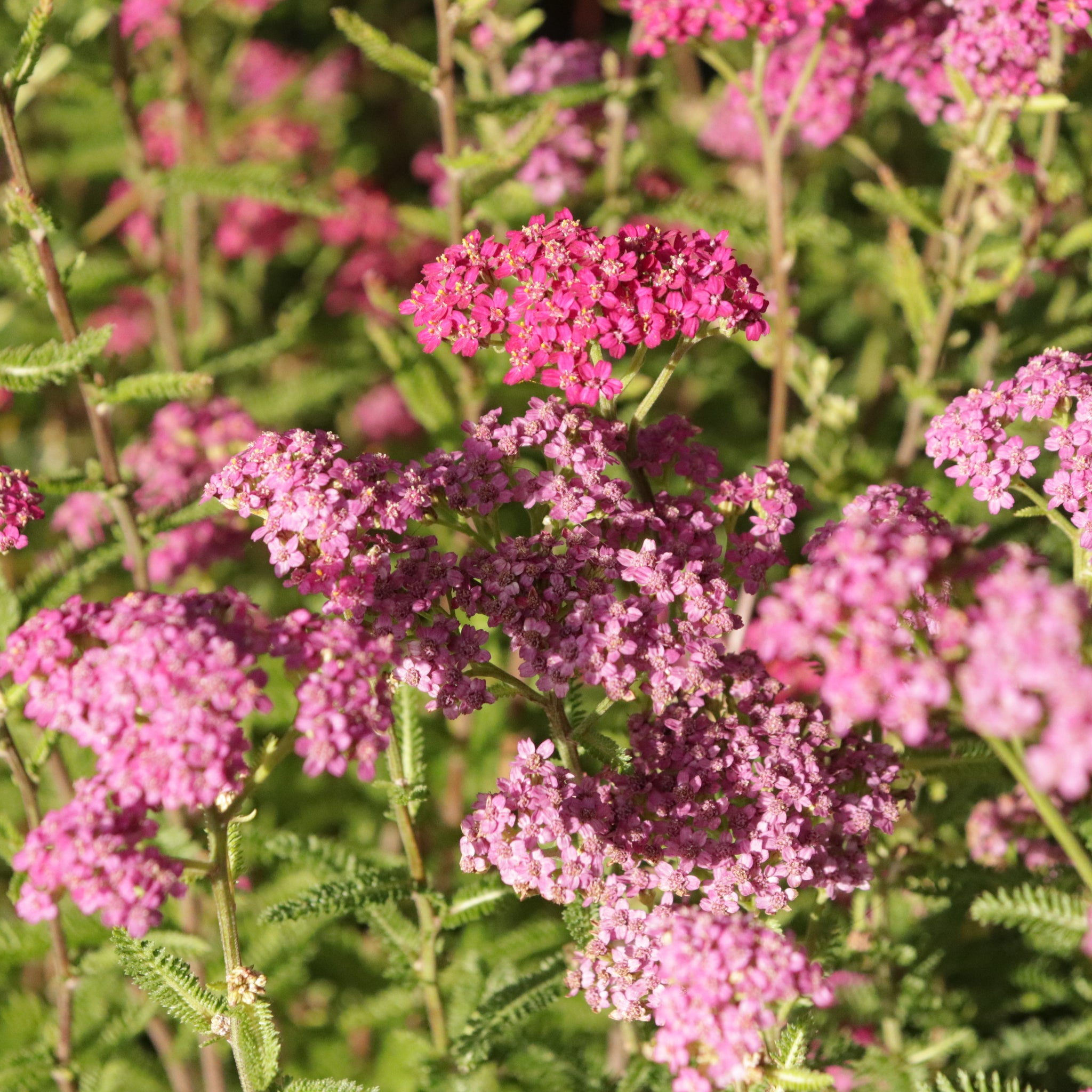 Achillea millefolium Cerise – Texture Plants, Landscapes, Lush Lawns ...