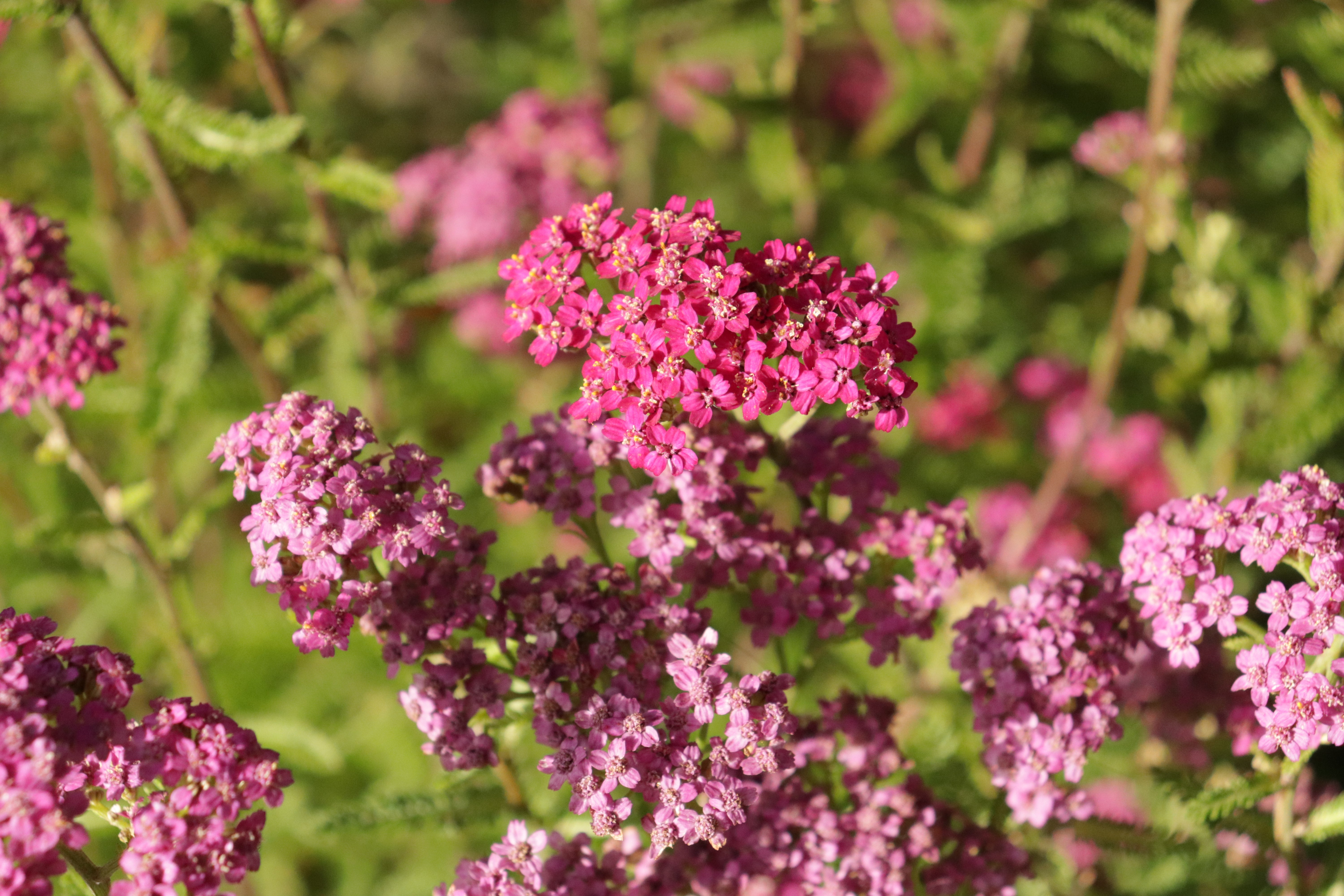 Achillea millefolium Cerise – Texture Plants, Landscapes, Lush Lawns ...