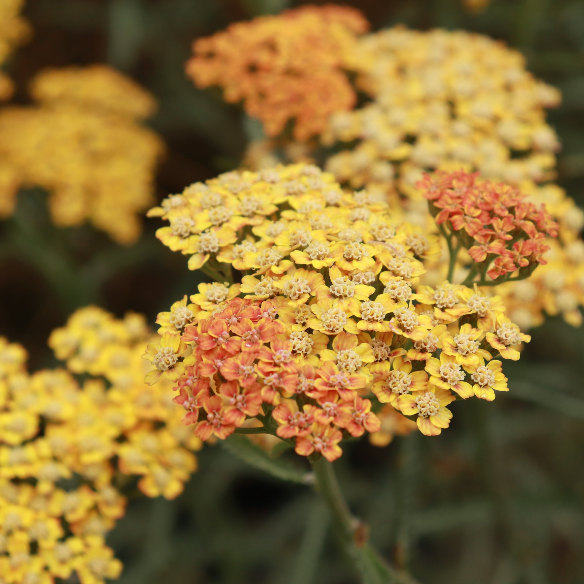 Achillea millefolium terracotta – Texture Plants, Landscapes, Lush ...