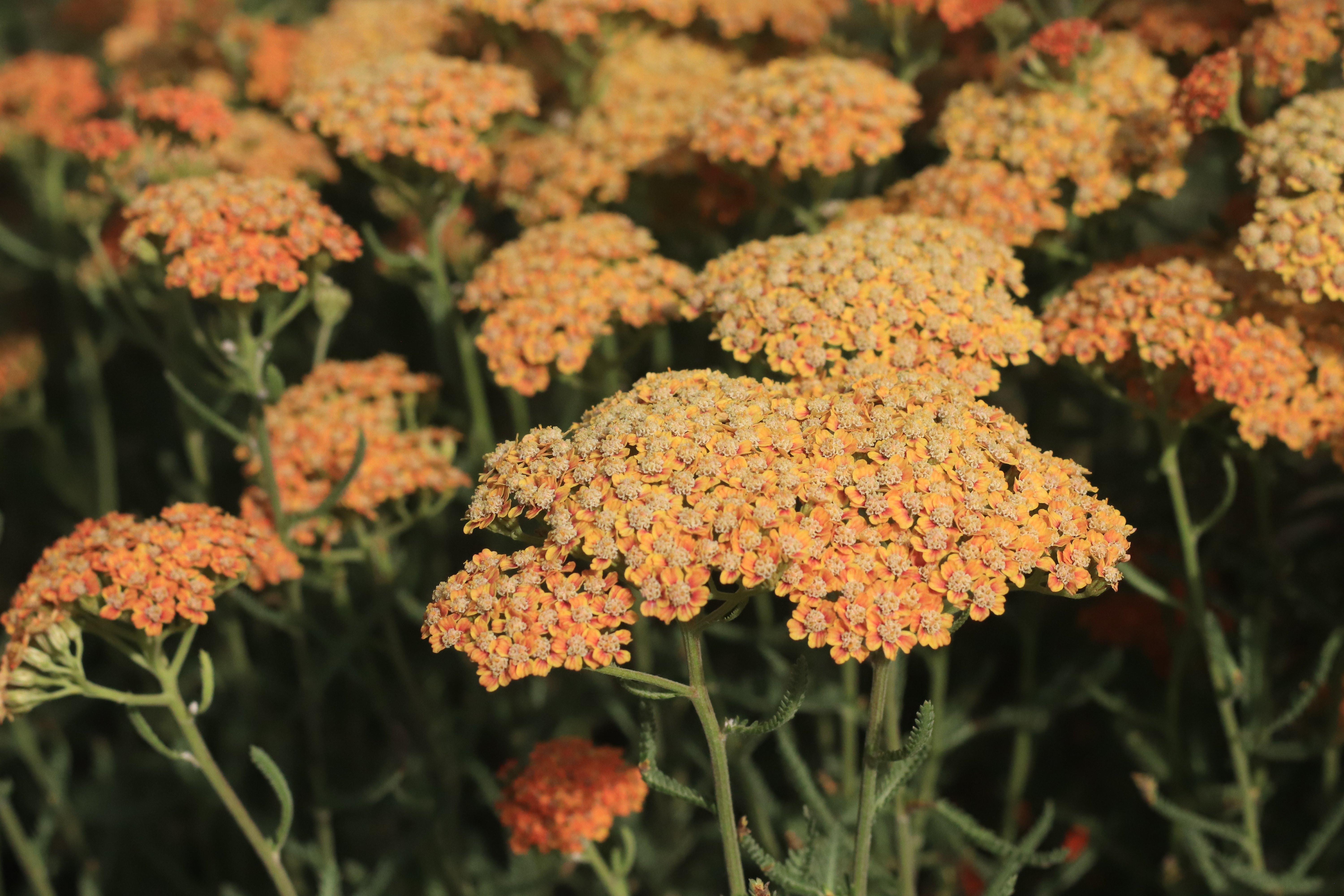 Achillea millefolium terracotta – Texture Plants, Landscapes, Lush ...