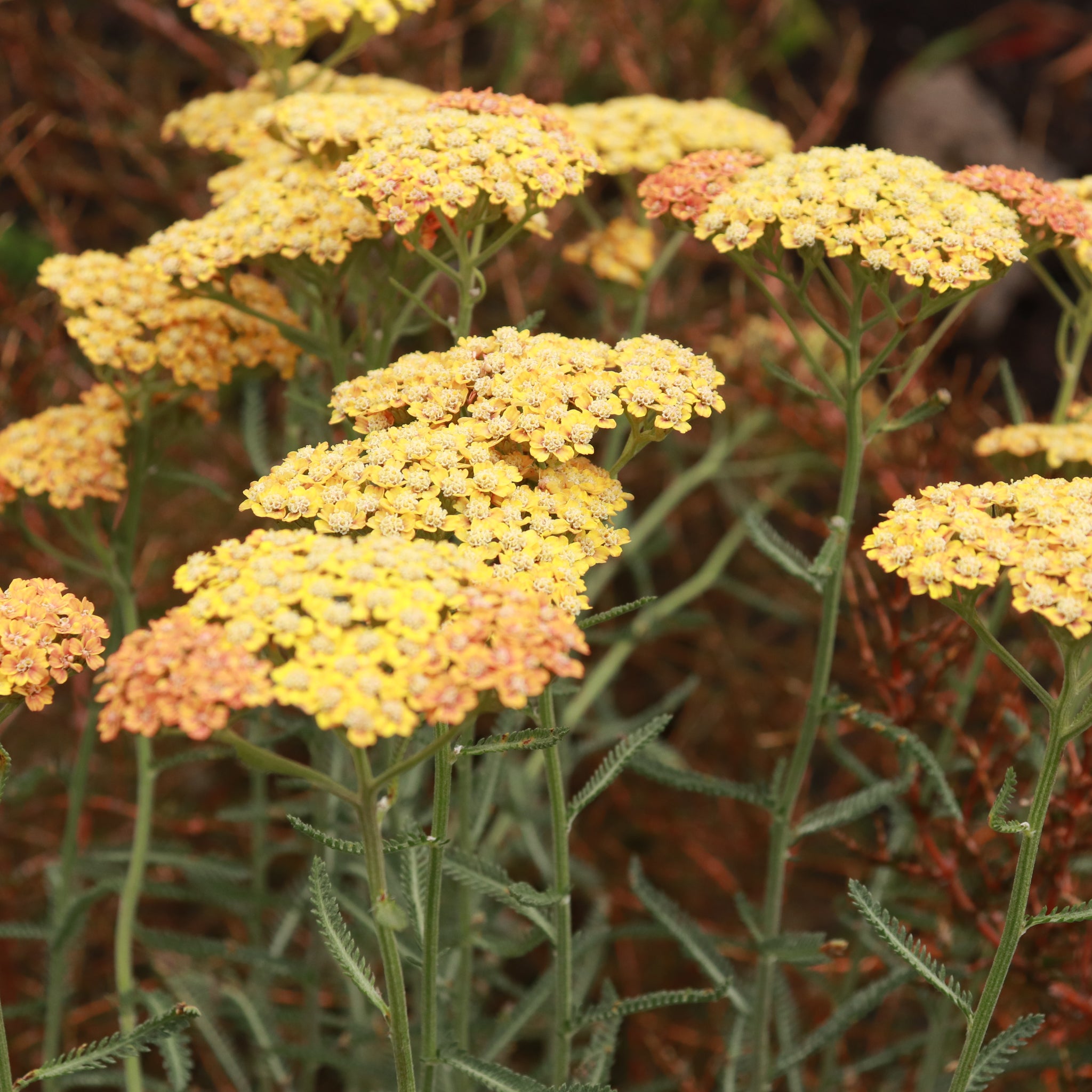 Achillea millefolium terracotta – Texture Plants, Landscapes, Lush ...