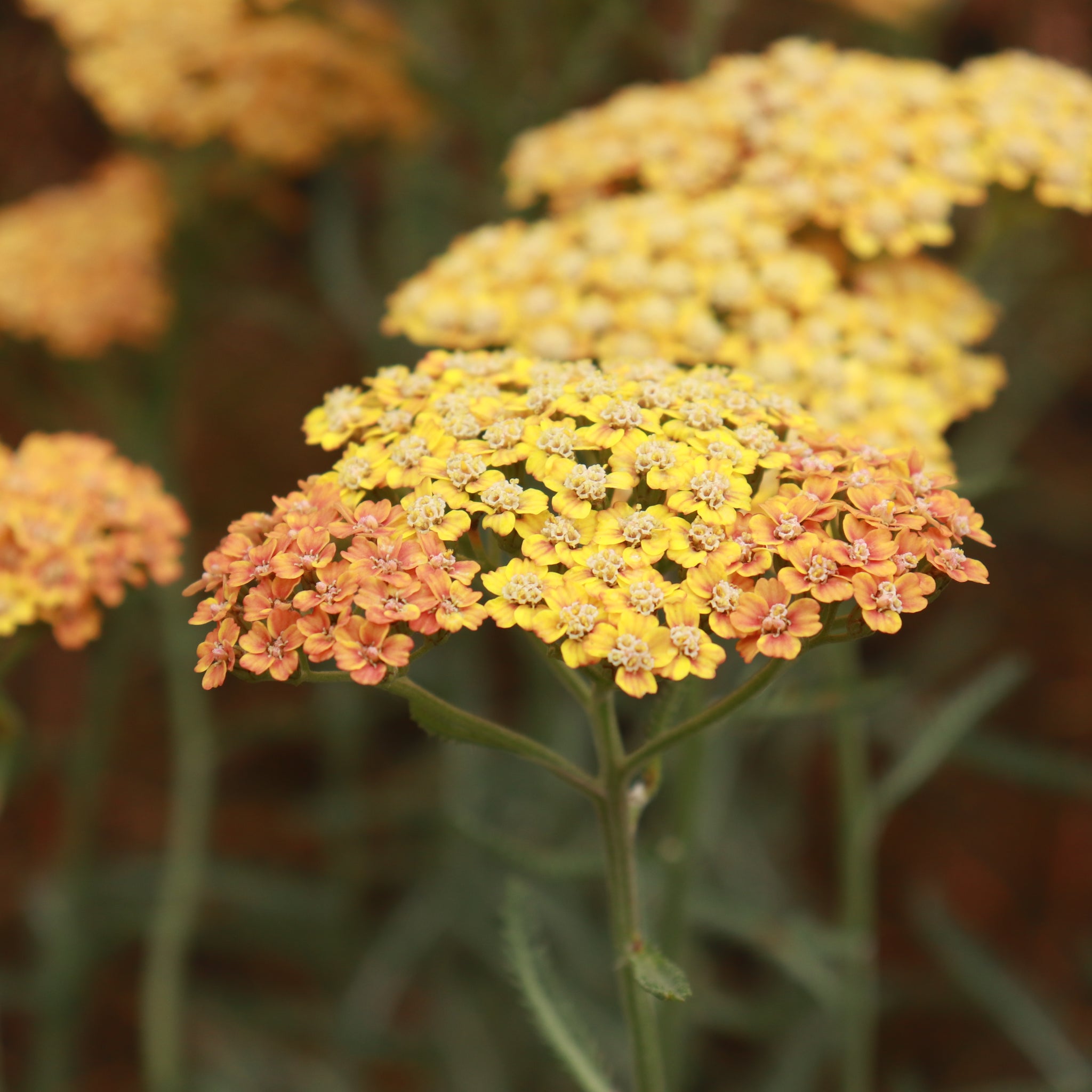 Achillea millefolium terracotta – Texture Plants, Landscapes, Lush ...