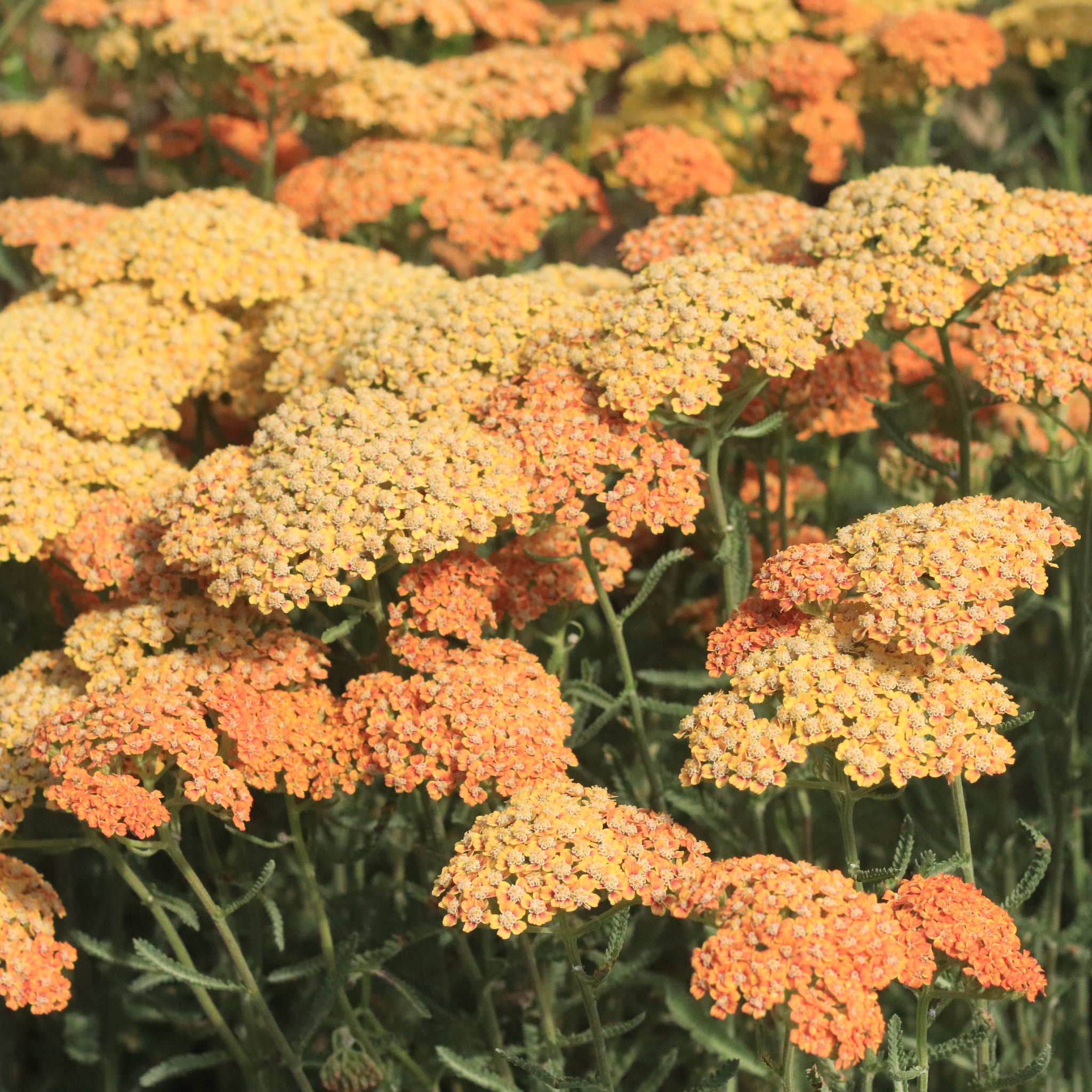Achillea millefolium terracotta – Texture Plants, Landscapes, Lush ...