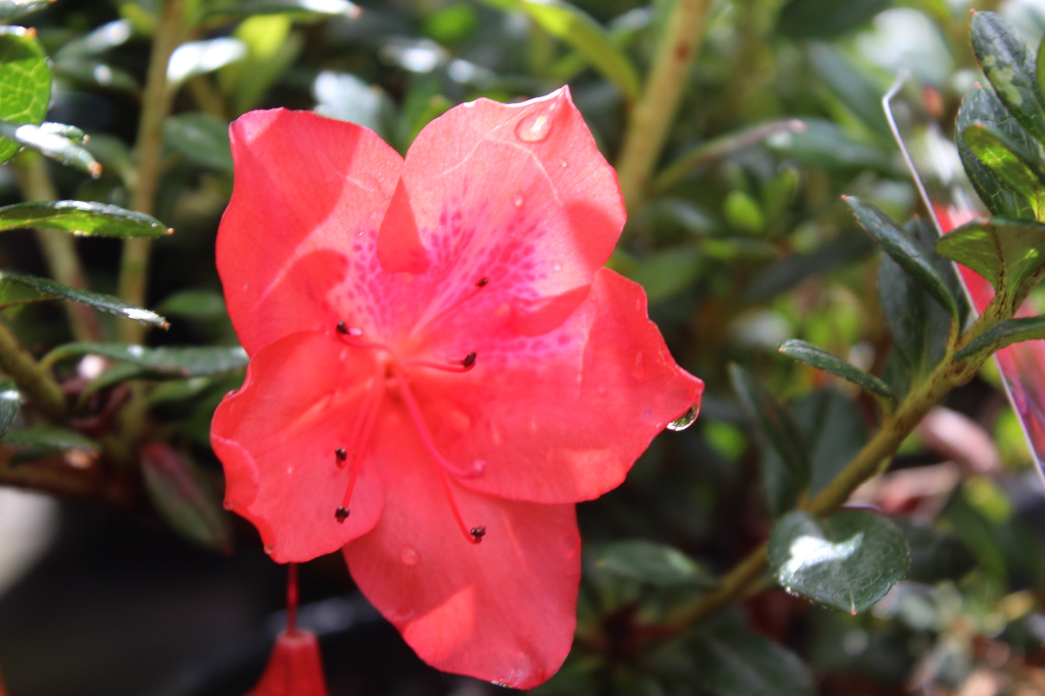 Azalea Mrs Kint Red – Texture Plants, Landscapes, Lush Lawns Christchurch