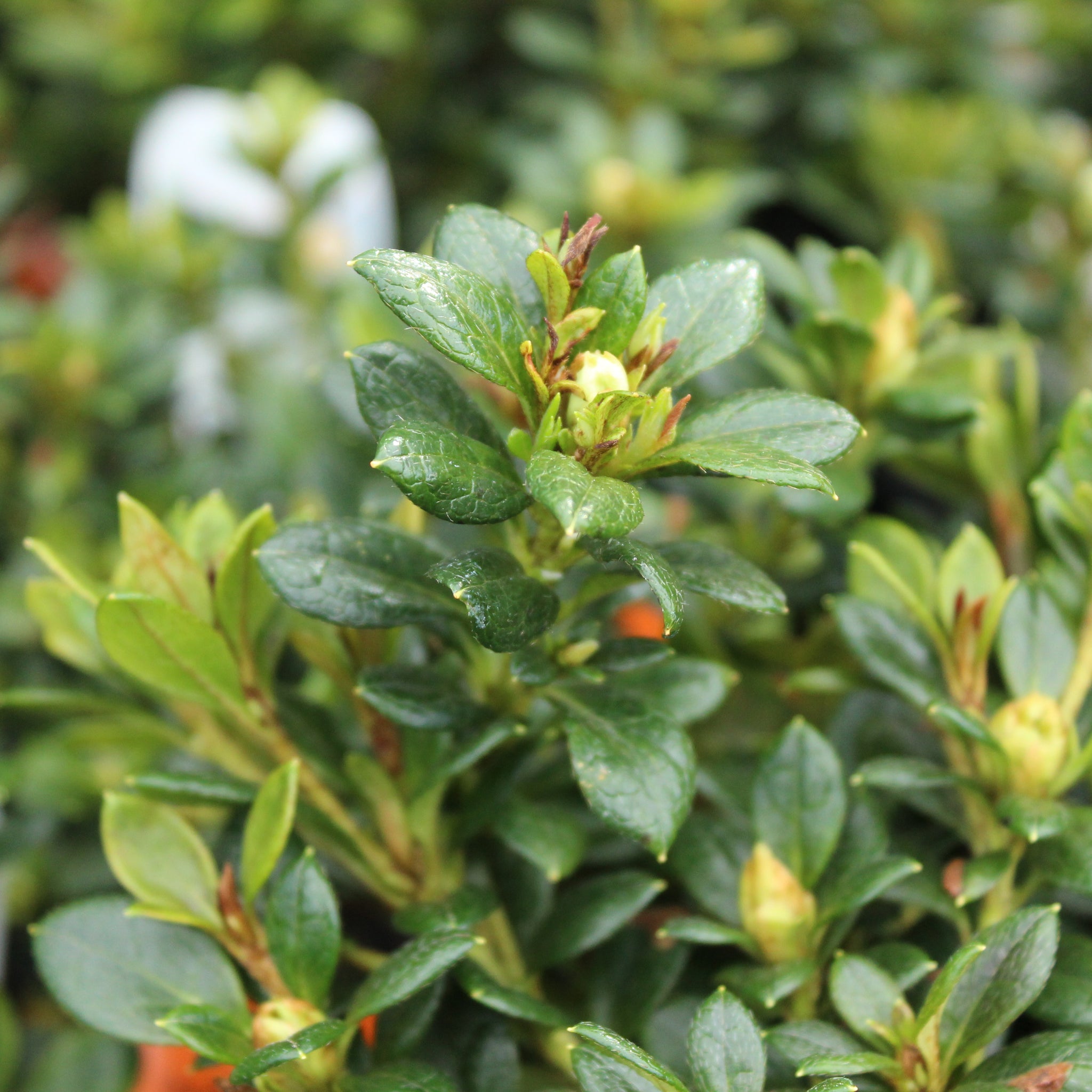 Azalea Mrs Kint White – Texture Plants, Landscapes, Lush Lawns Christchurch