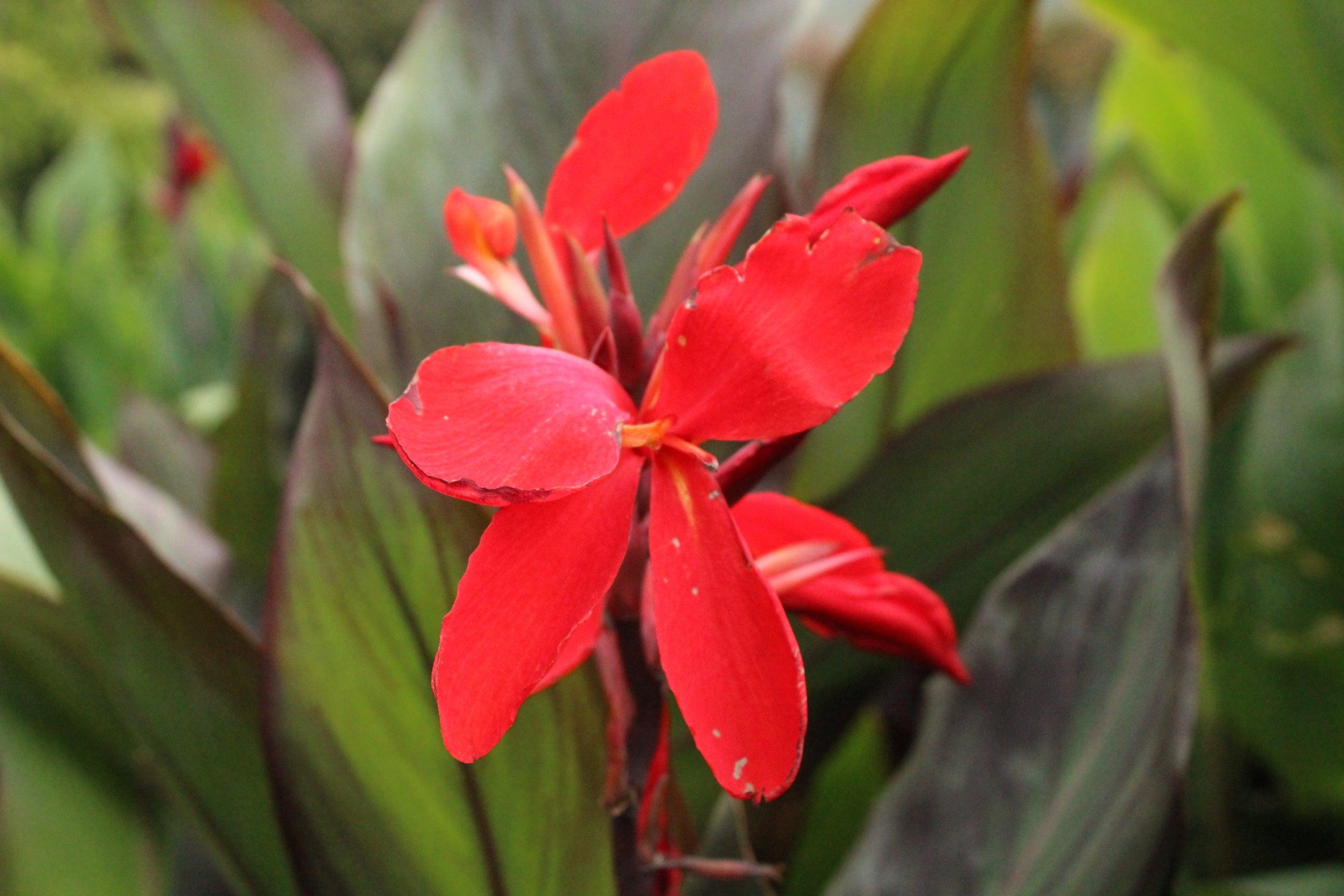 Canna America – Texture Plants, Landscapes, Lush Lawns Christchurch