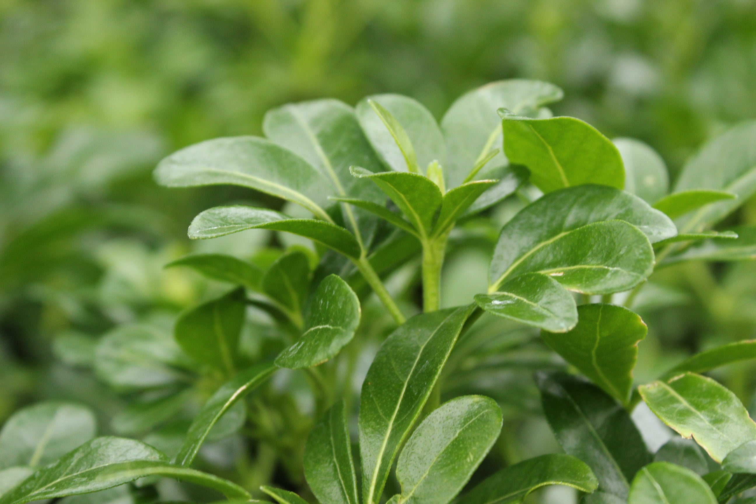 Choisya ternata – Texture Plants, Landscapes, Lush Lawns Christchurch