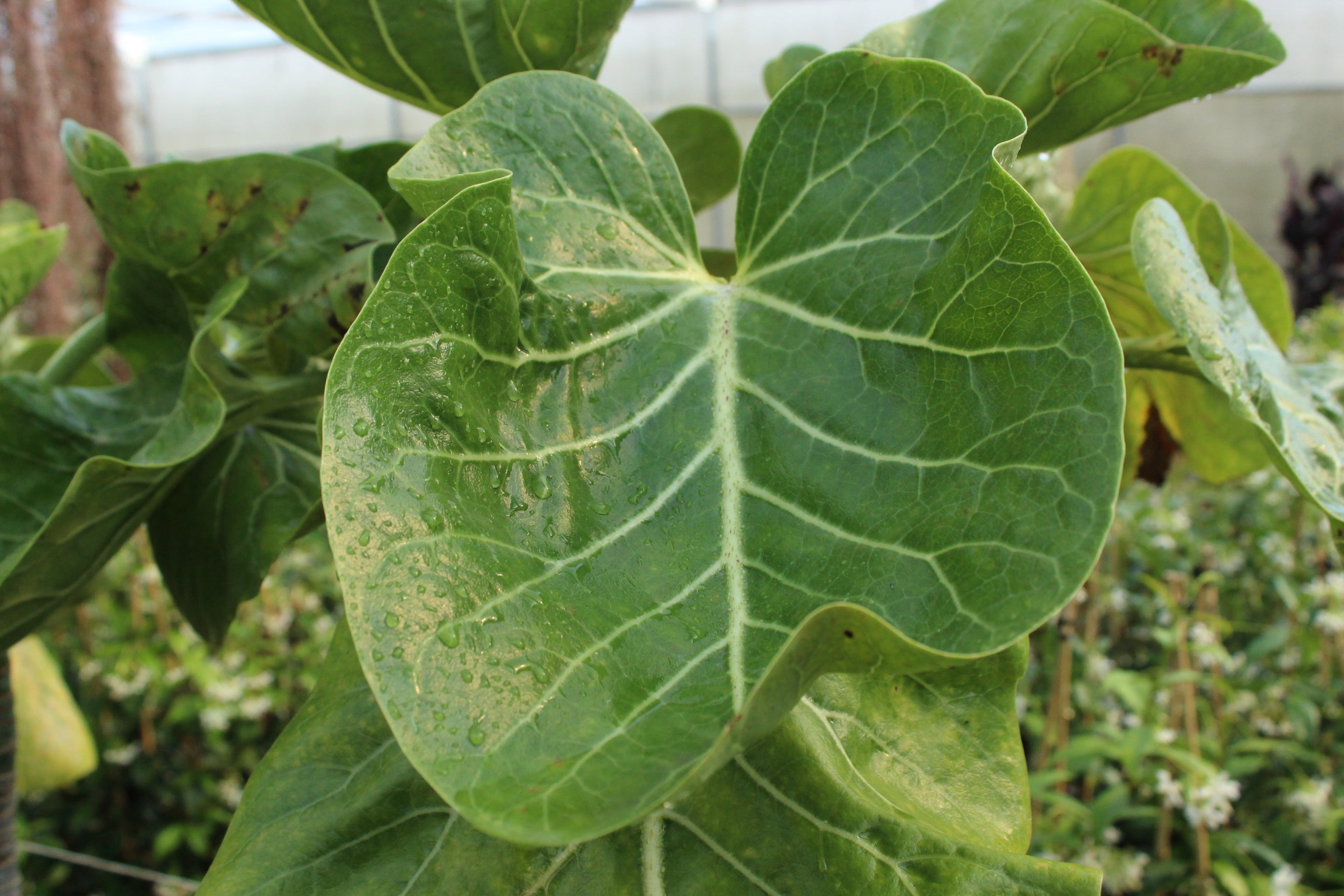 Dendroseris littoralis – Texture Plants, Landscapes, Lush Lawns ...