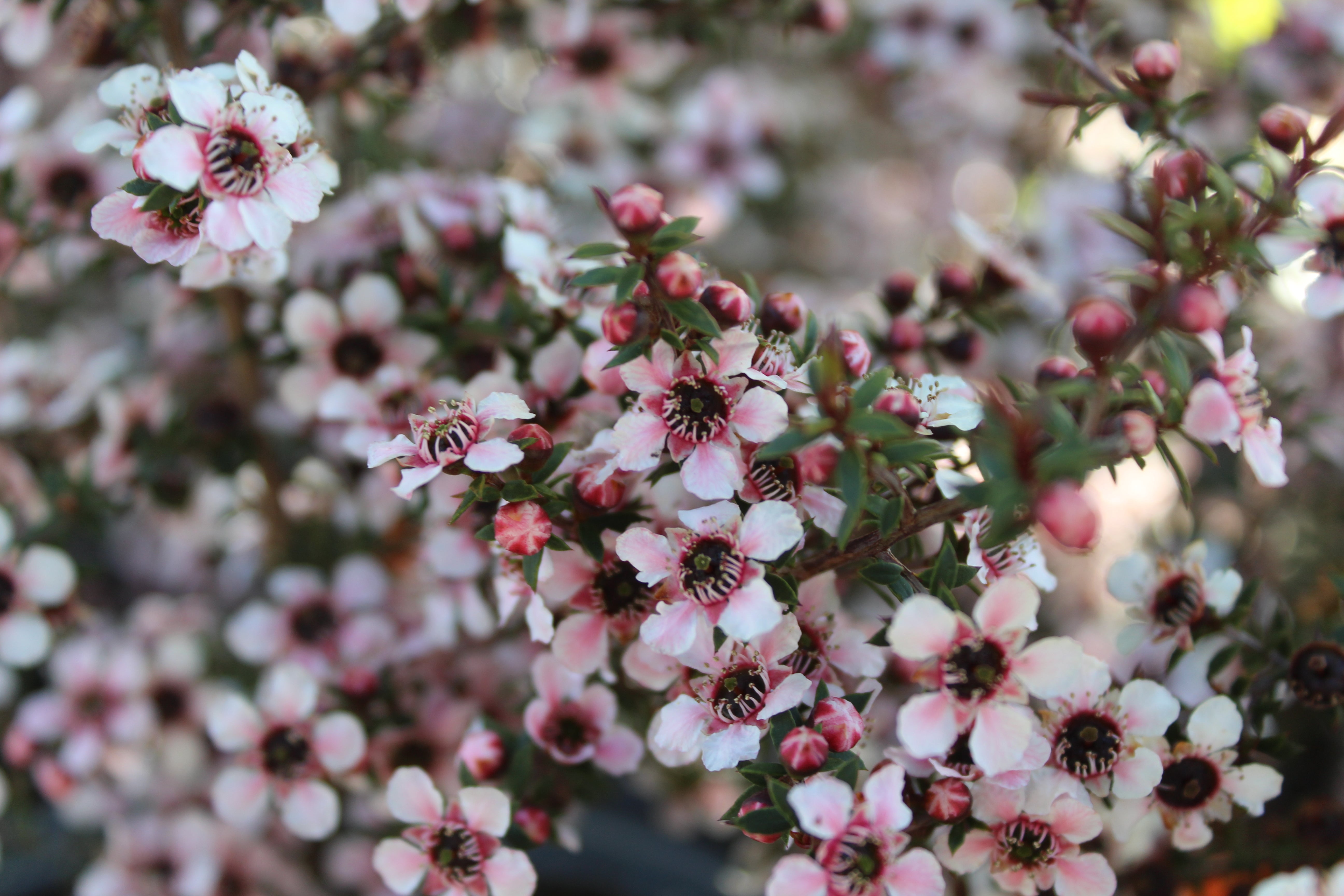 Leptospermum nanum Tui – Texture Plants, Landscapes, Lush Lawns ...