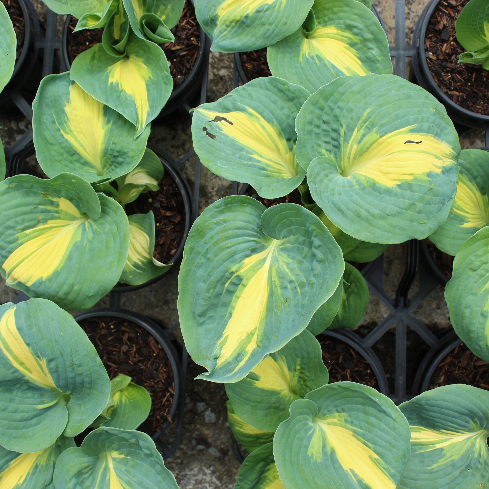 Hosta Thunderbolt – Texture Plants, Landscapes, Lush Lawns Christchurch