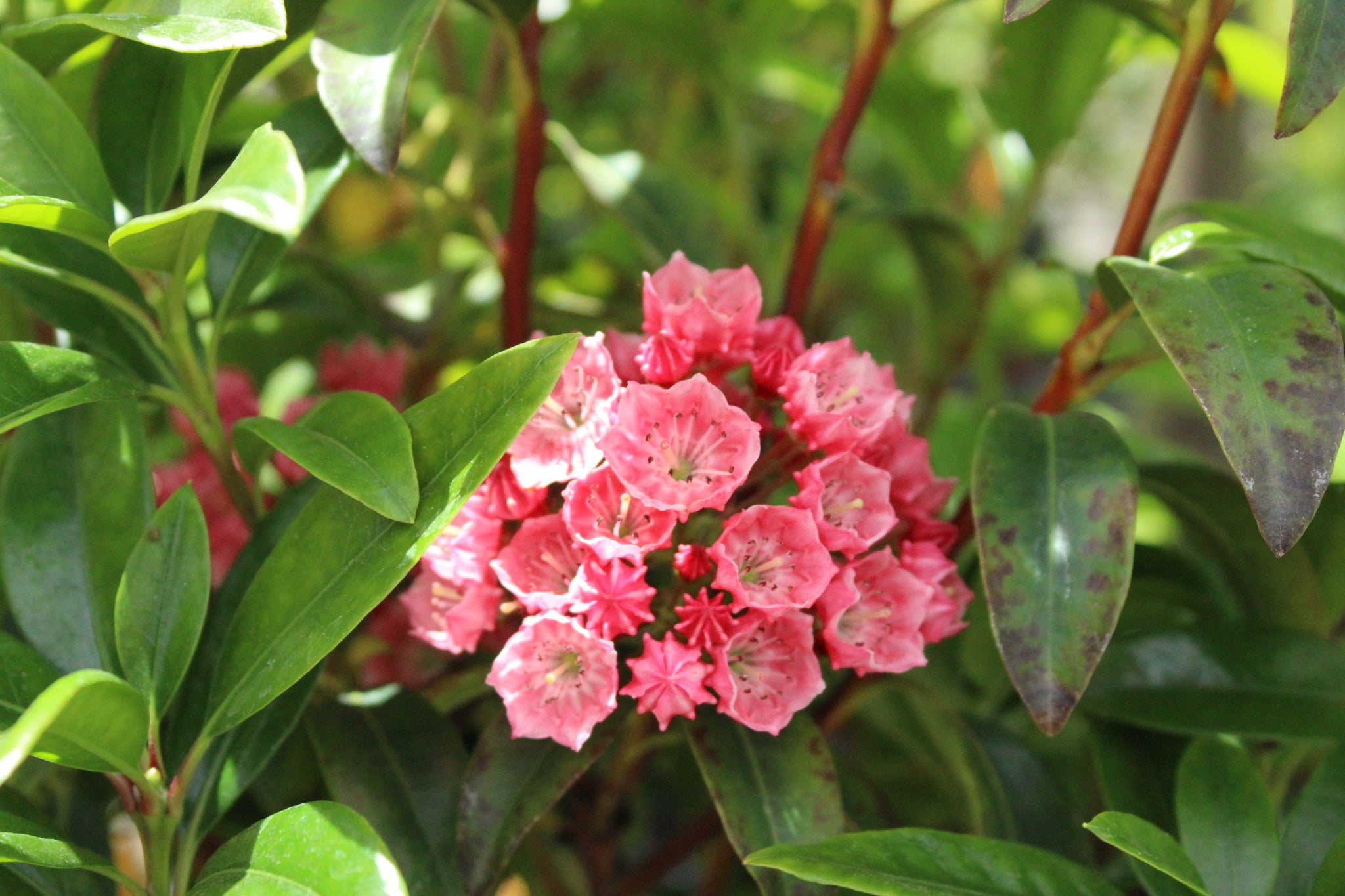 Kalmia latifolia Raspberry Glow – Texture Plants, Landscapes, Lush ...