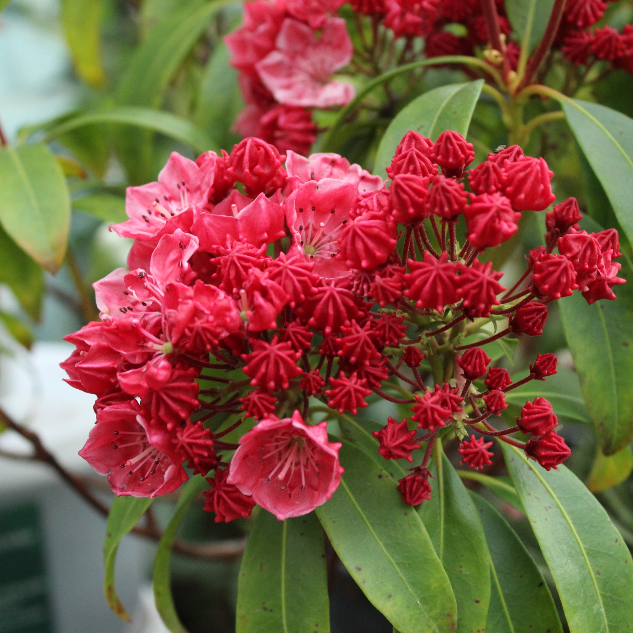 Kalmia latifolia Raspberry Glow – Texture Plants, Landscapes, Lush ...