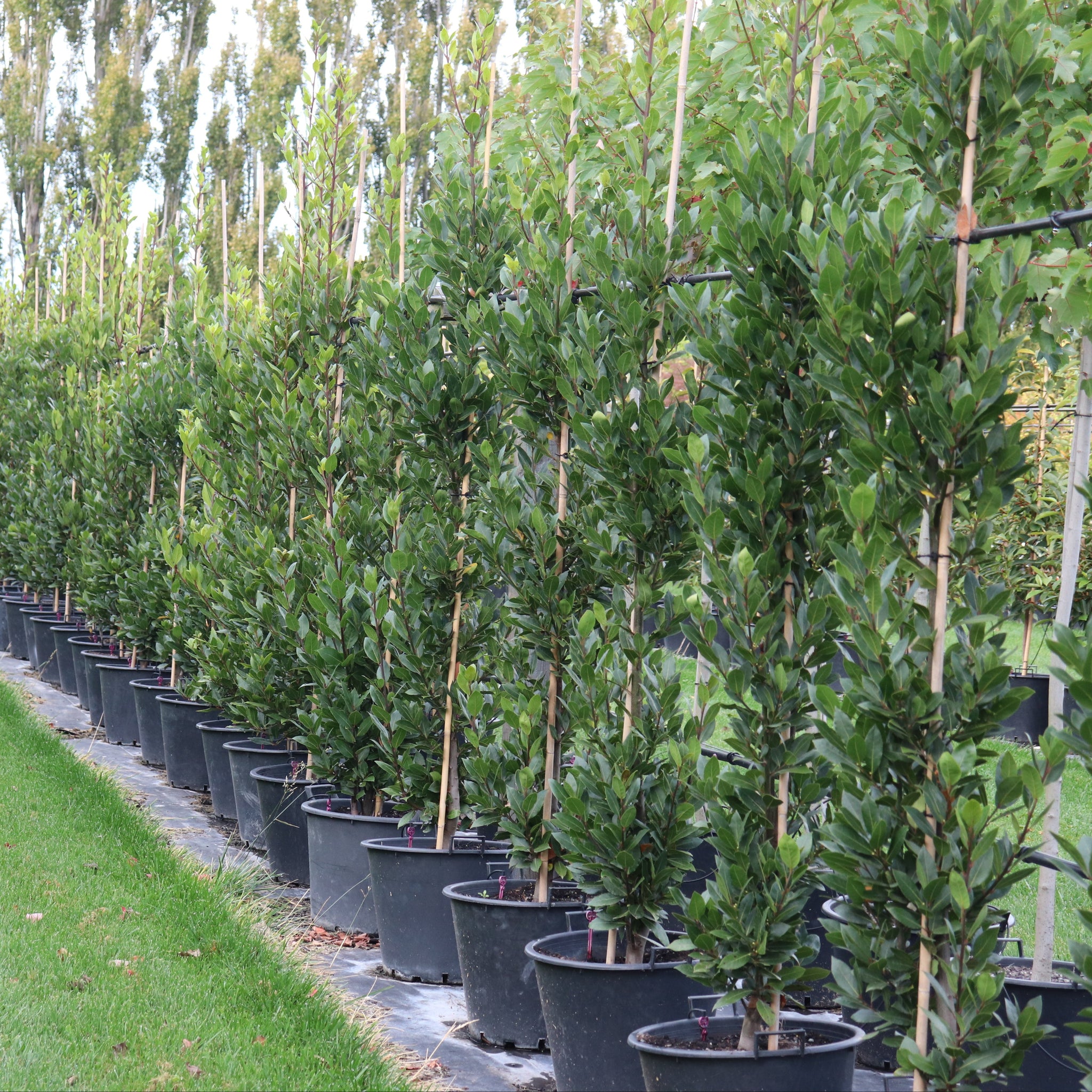Laurus Nobilis Texture Plants Landscapes Lush Lawns Christchurch