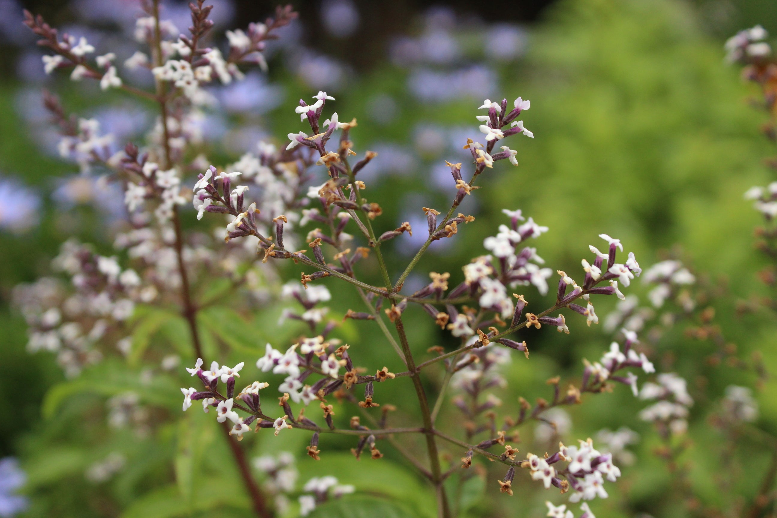 Lippia citriodora – Texture Plants, Landscapes, Lush Lawns Christchurch