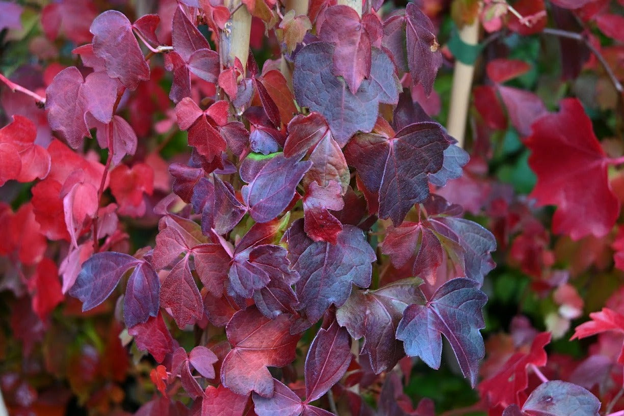 Parthenocissus tricuspidata Beverly Brooks – Texture Plants, Landscapes ...