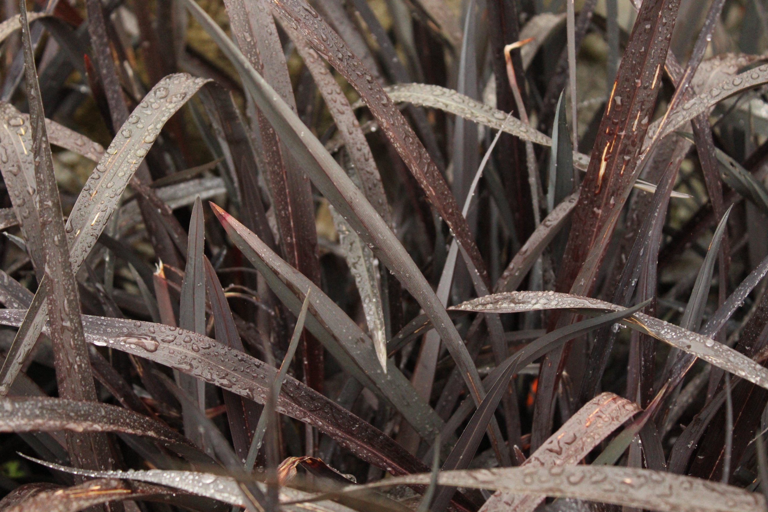 Phormium Dark Seedling – Texture Plants, Landscapes, Lush Lawns ...