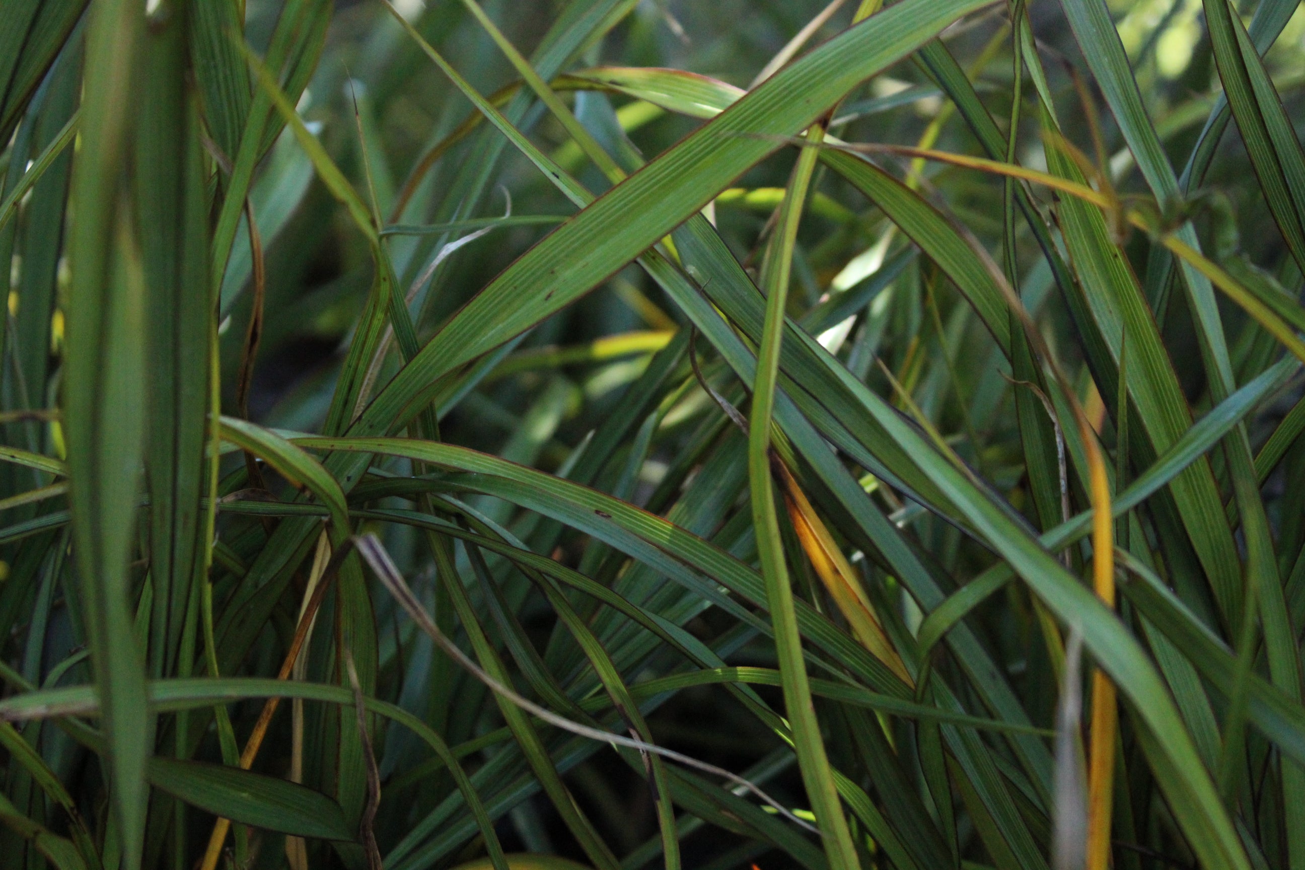 Phormium Surfer – Texture Plants, Landscapes, Lush Lawns Christchurch