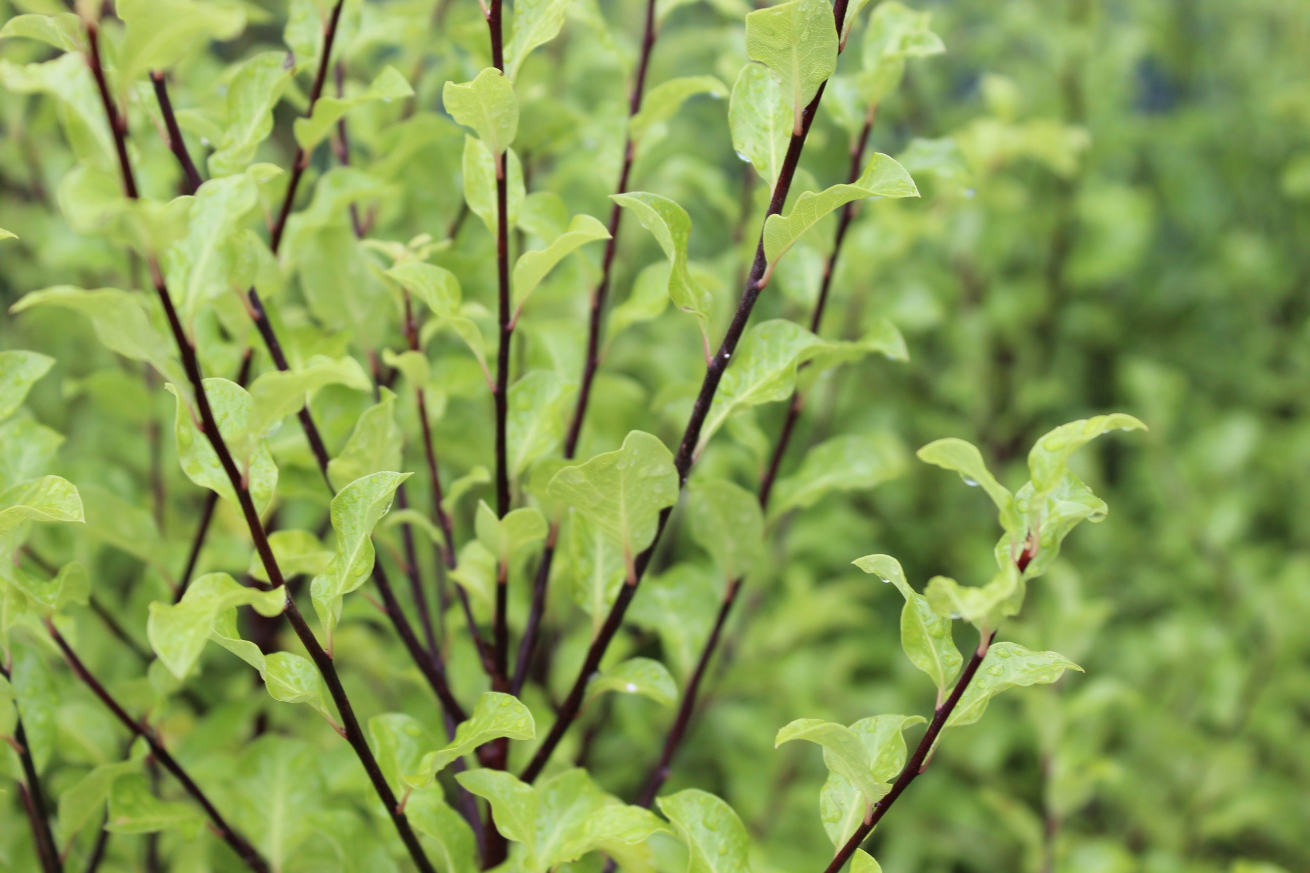 Pittosporum tenuifolium Wrinkled Blue – Texture Plants, Landscapes ...