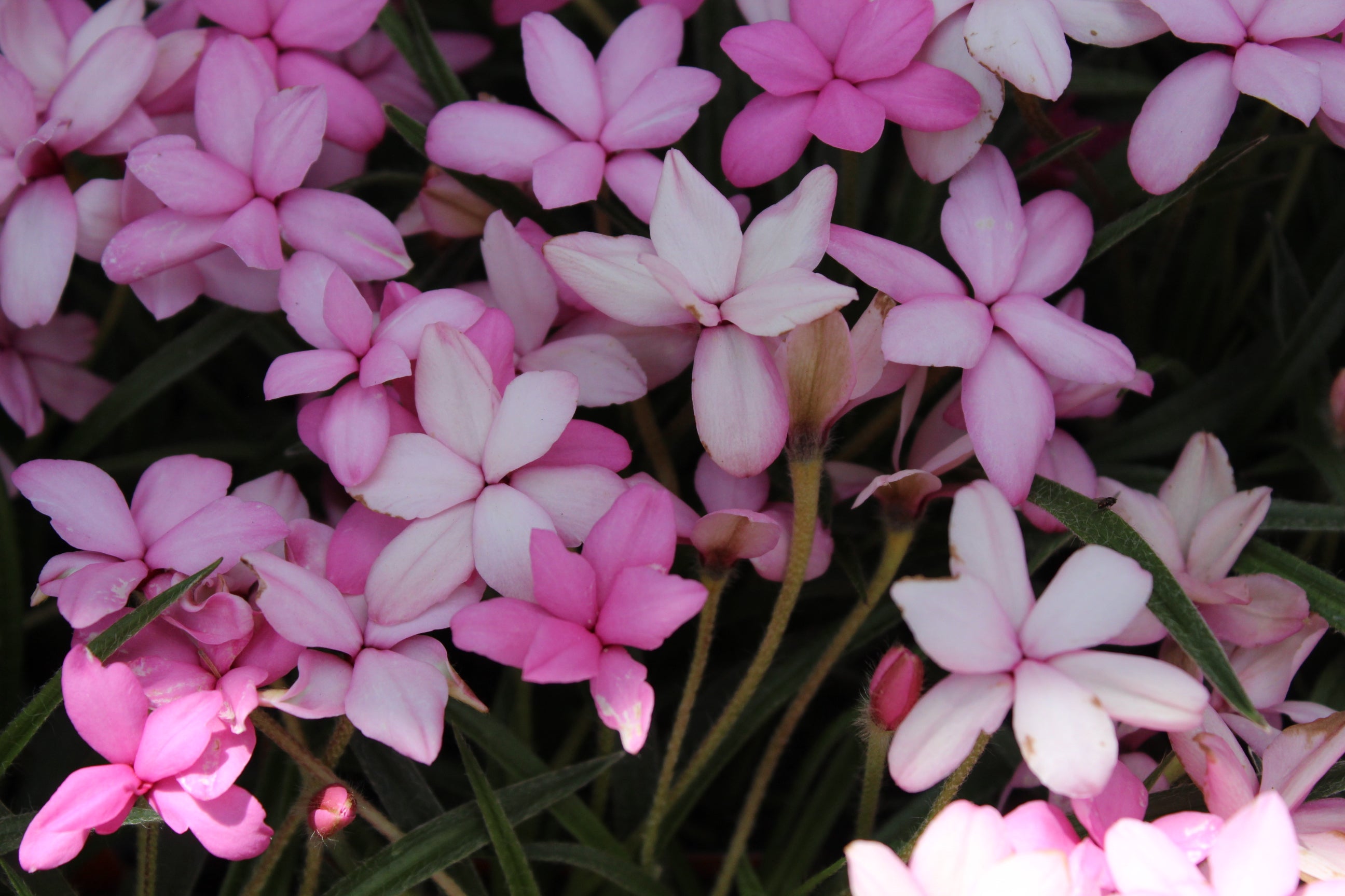 Rhodohypoxis 'Fred Broome' – Texture Plants, Landscapes, Lush Lawns ...