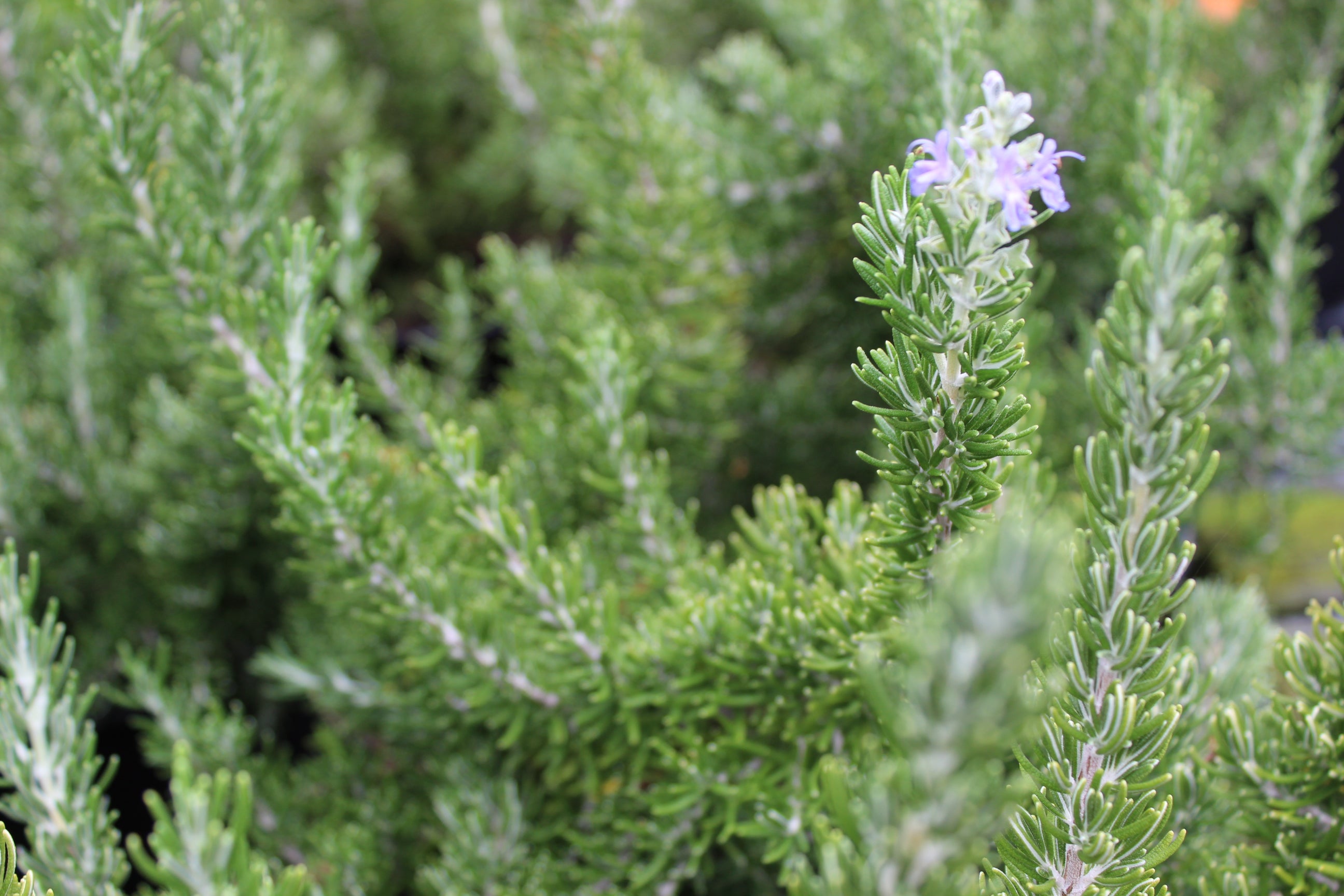 Rosmarinus Lockwood de Forest – Texture Plants, Landscapes, Lush Lawns ...