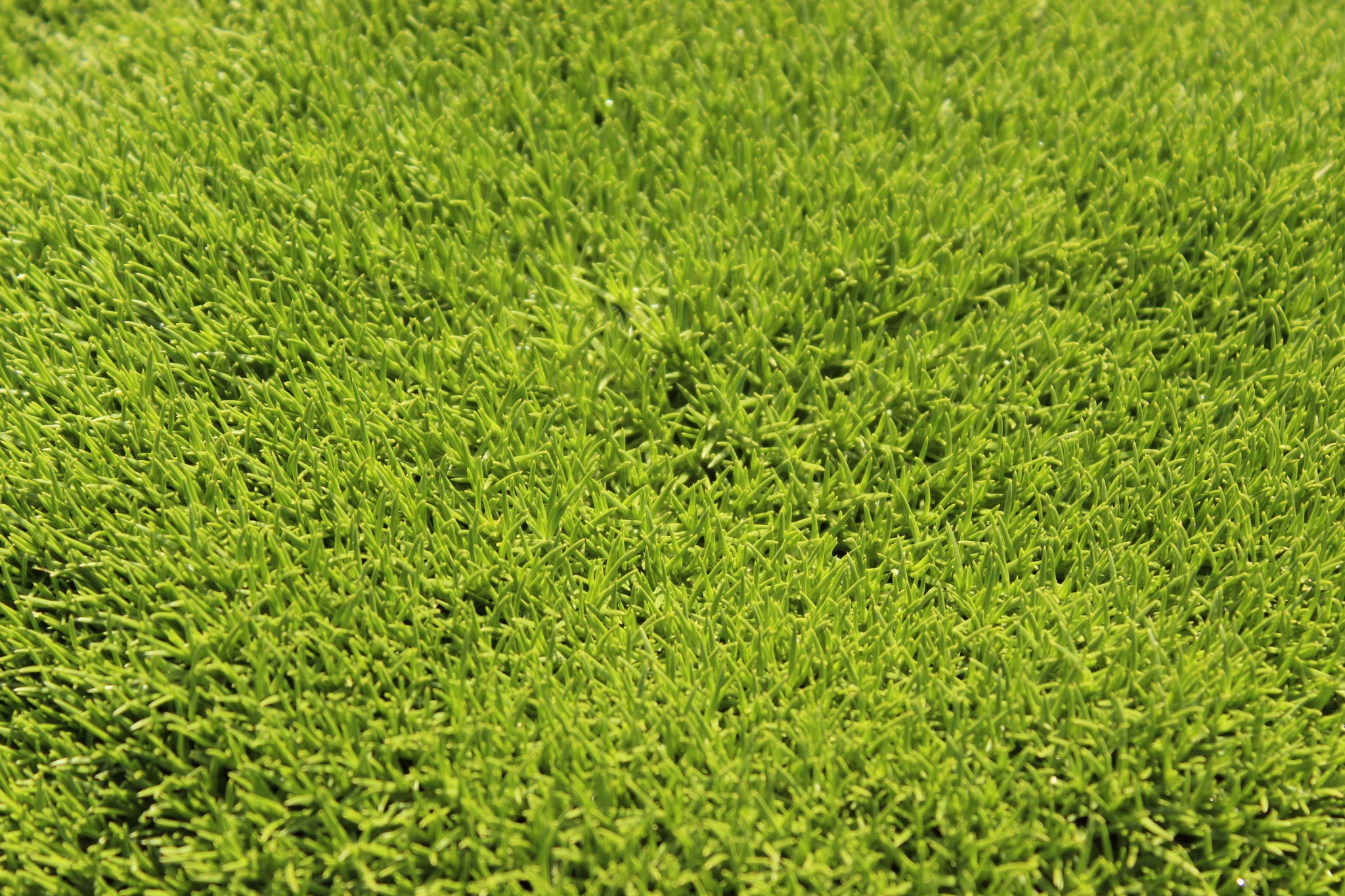 Scleranthus biflorus – Texture Plants, Landscapes, Lush Lawns Christchurch