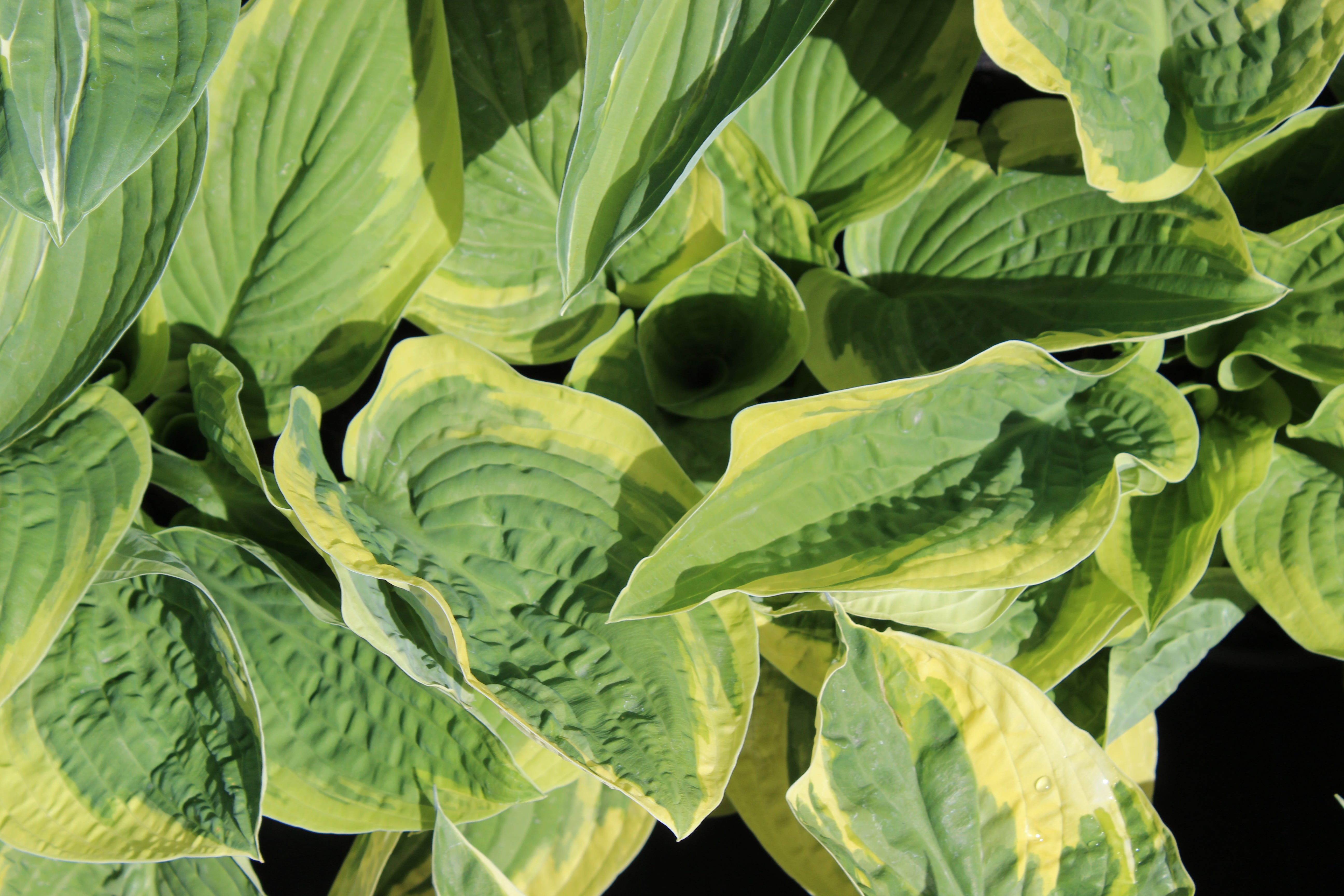 Hosta Wide Brim – Texture Plants, Landscapes, Lush Lawns Christchurch