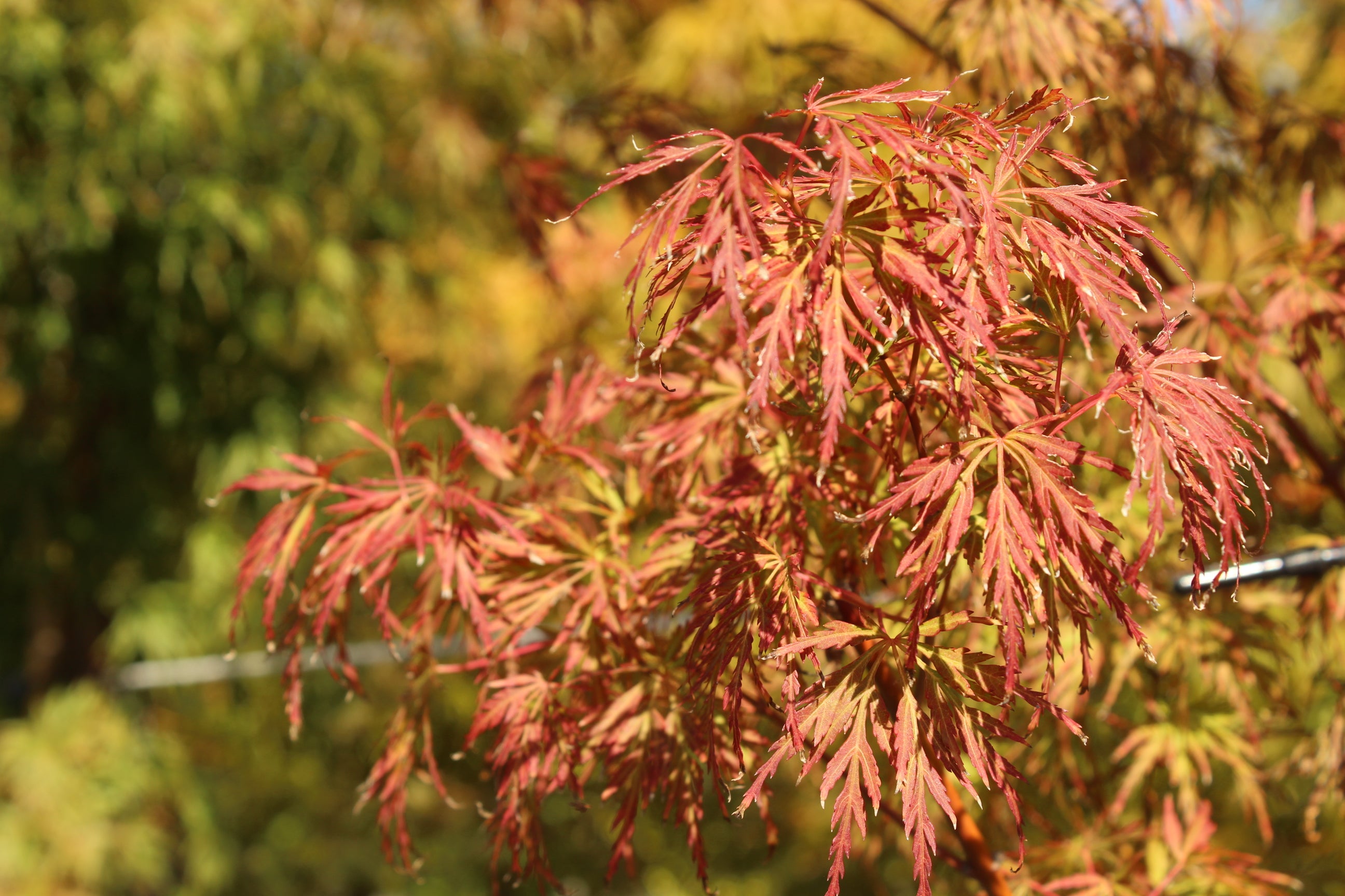 Acer Seiryu – Texture Plants, Landscapes, Lush Lawns Christchurch