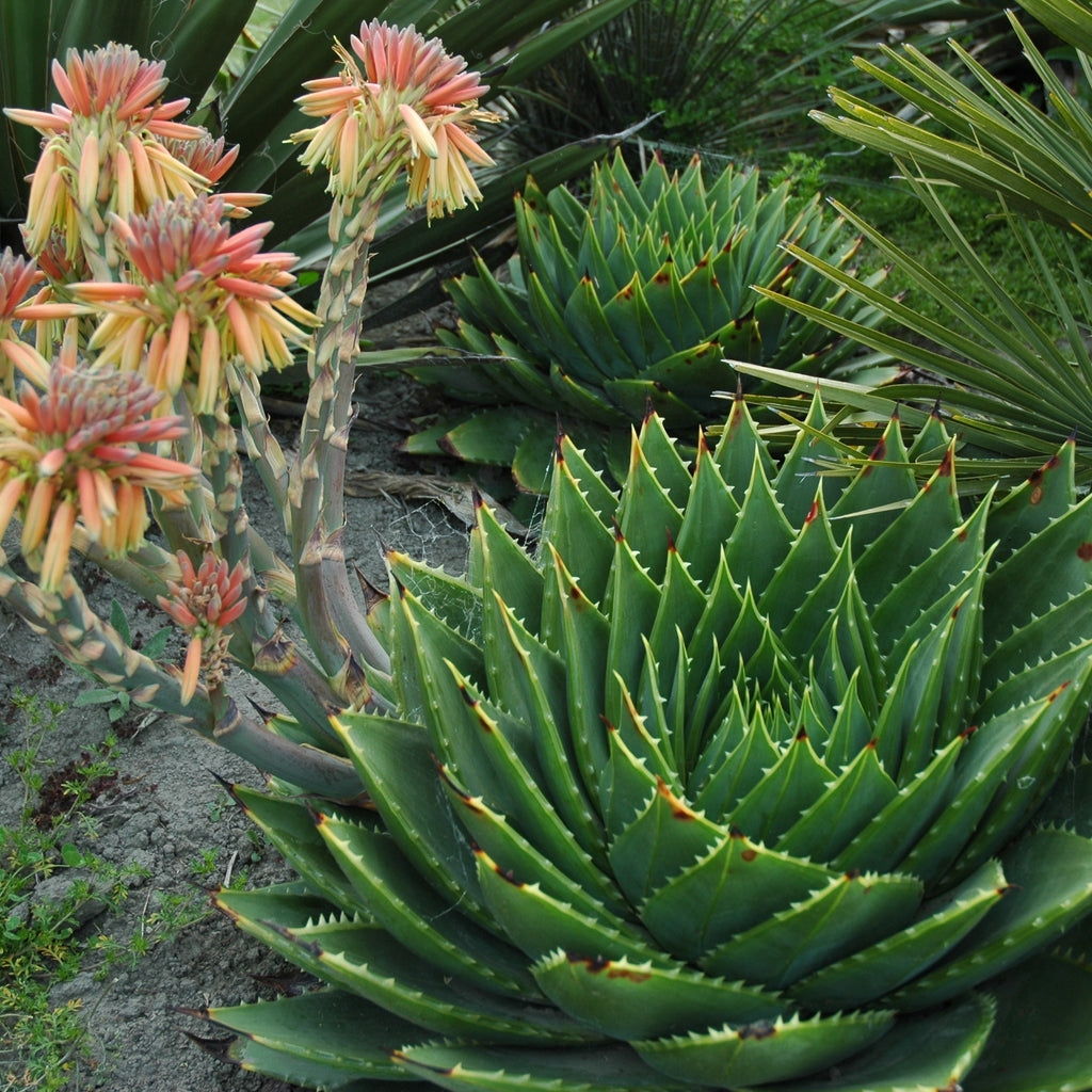 Aloe polyphylla – Texture Plants, Landscapes, Lush Lawns Christchurch