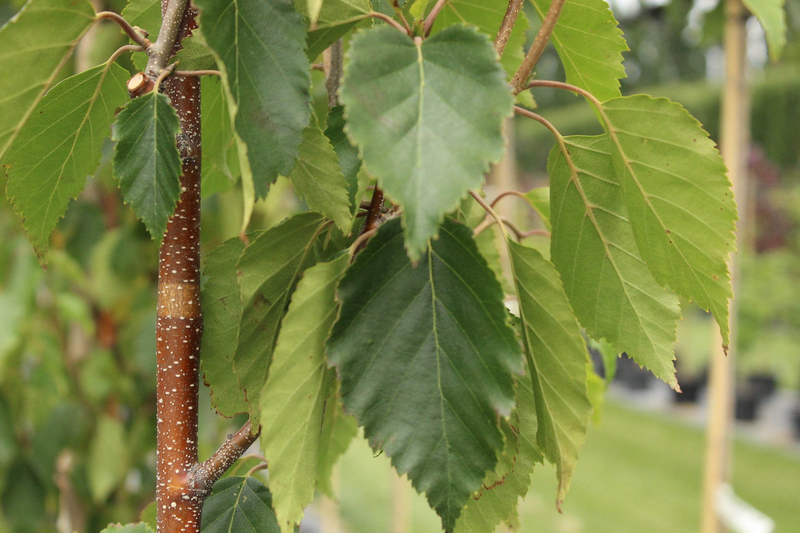 Betula White Spire – Texture Plants, Landscapes, Lush Lawns Christchurch