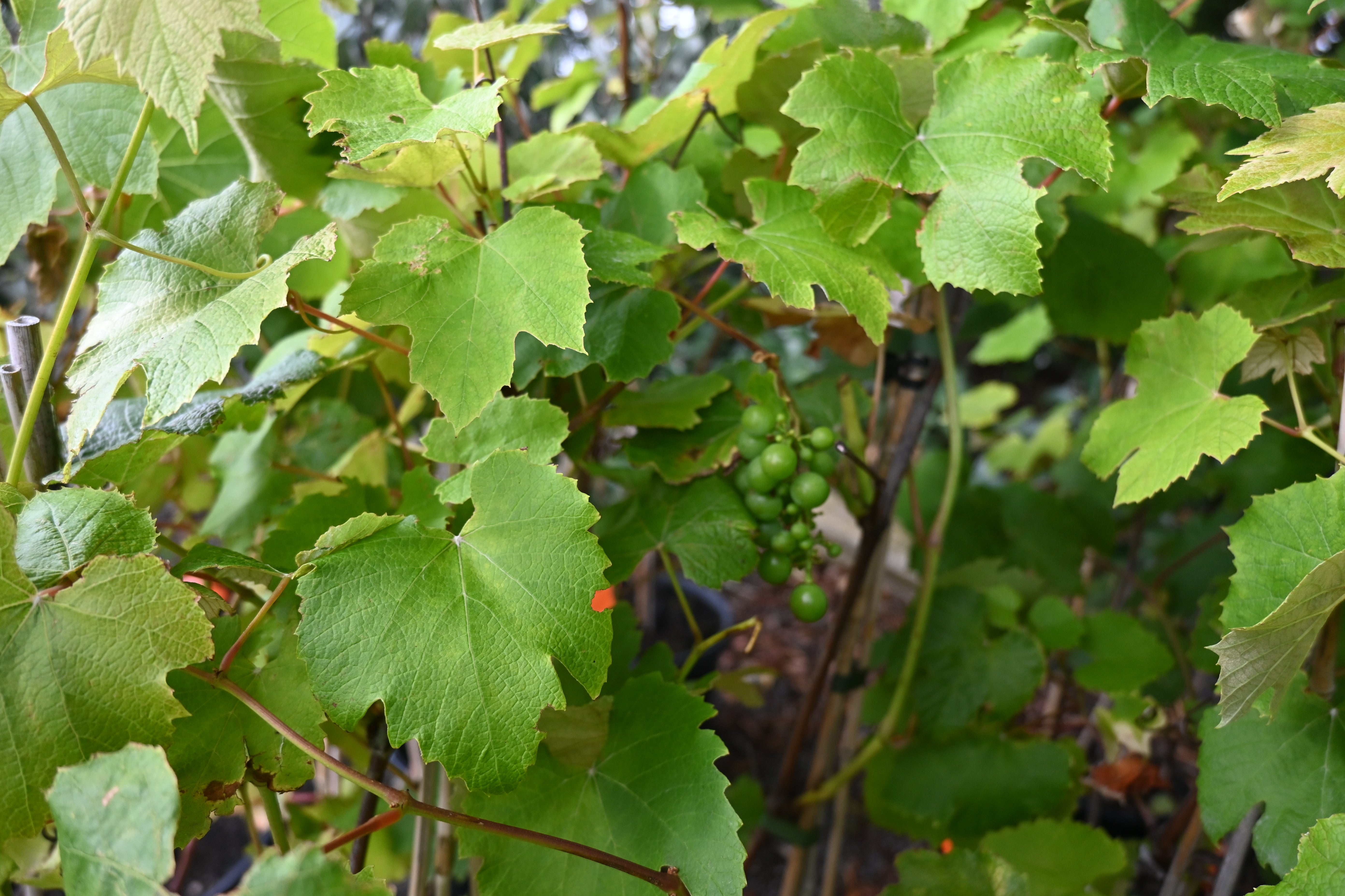 Grape Niagara – Texture Plants, Landscapes, Lush Lawns Christchurch
