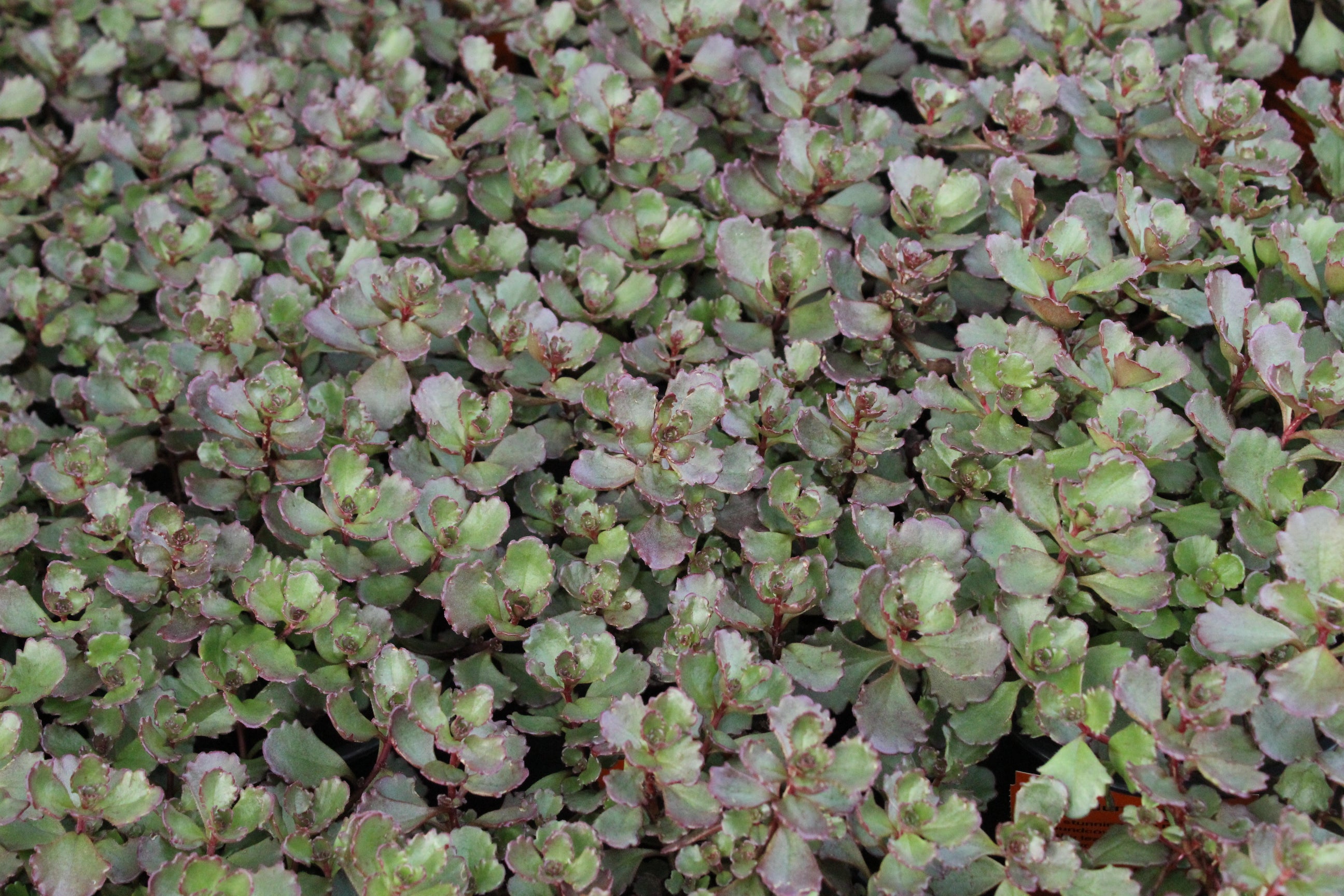 Sedum Voodoo – Texture Plants, Landscapes, Lush Lawns Christchurch