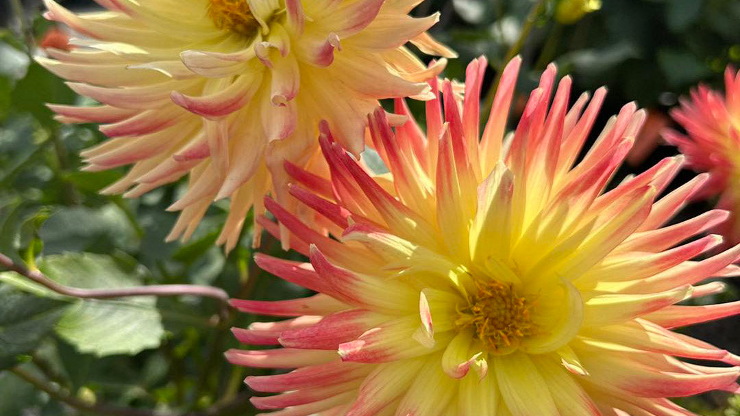 Exotic Plants For Your Dream Home – Texture Plants, Landscapes, Lush ...