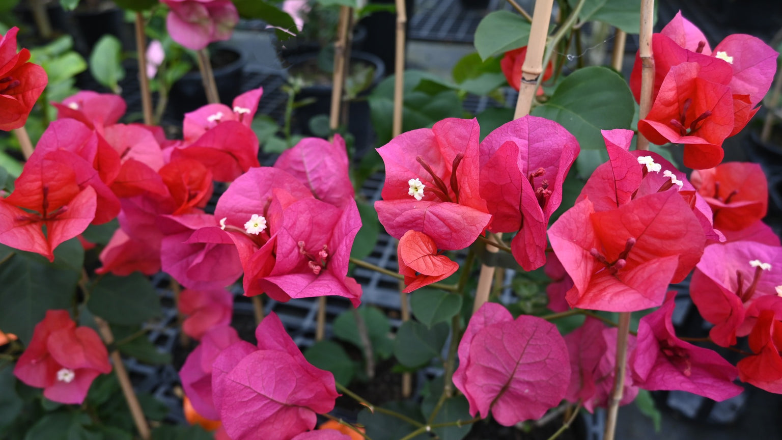 Exotic Plants For Your Dream Home – Texture Plants, Landscapes, Lush ...