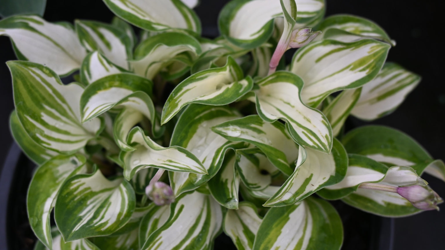 Exotic Plants For Your Dream Home – Texture Plants, Landscapes, Lush ...